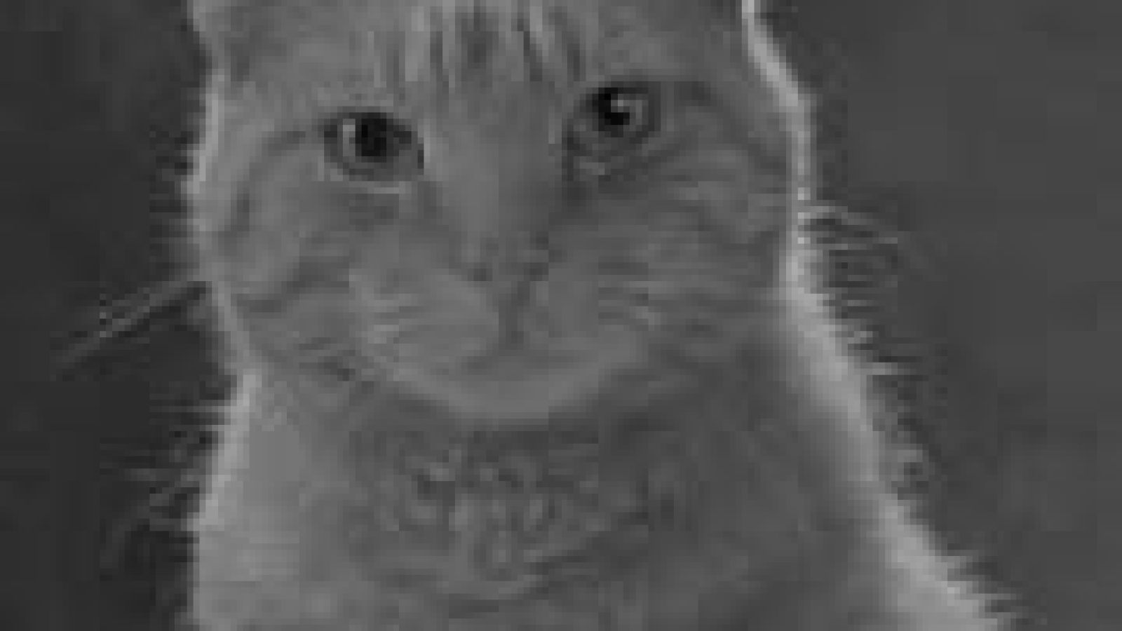 Joséphine présente son chat, Brad Pitt - Madmoizelle