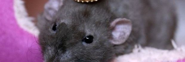 Carney Landis, le psy qui zigouille des rats — Expériences dangereuses #1