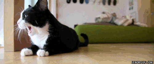 Des gifs de chats pour la Journée Internationale du Matou