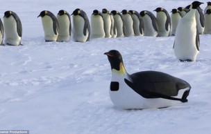 Pourquoi les pingouins sont des êtres fascinants - Madmoizelle