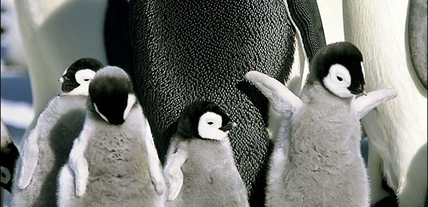 Pourquoi les pingouins sont des êtres fascinants - Madmoizelle
