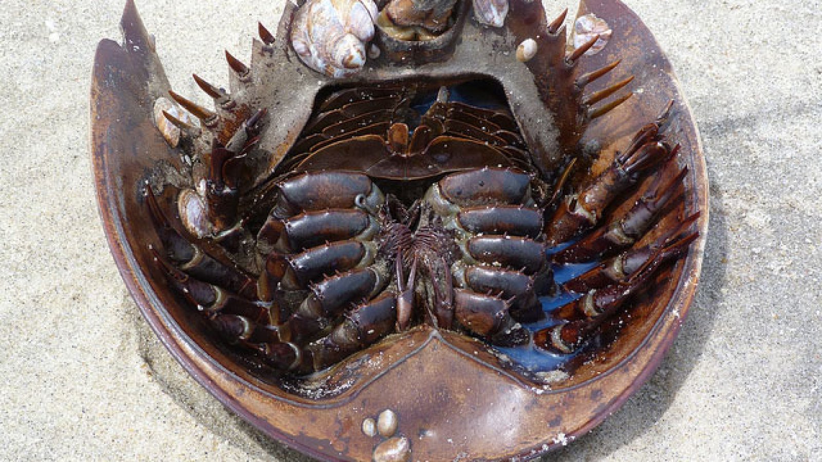 Les limules, des créatures venues d'un autre monde - Madmoizelle