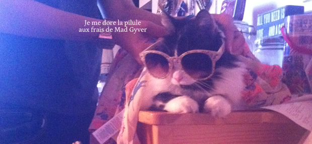 La Journée Internationale du Chat... en gifs ! #2 - Madmoizelle