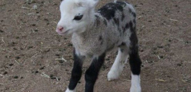 Découvrez Butterfly, adorable petit « chabin » - Madmoizelle