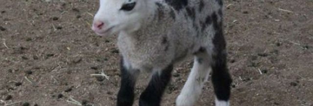 Découvrez Butterfly, adorable petit « chabin » - Madmoizelle