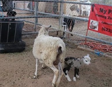 Découvrez Butterfly, adorable petit « chabin » - Madmoizelle