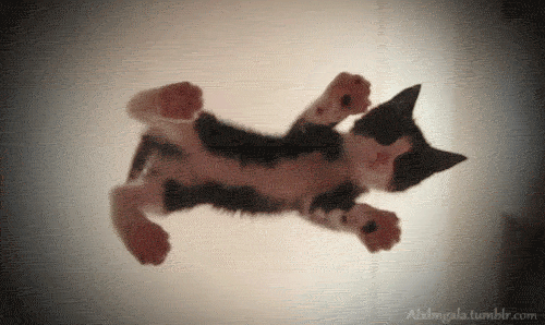 La Journée Internationale du Chat... en gifs ! #2 - Madmoizelle