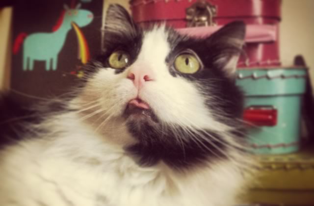 La Journée Internationale du Chat... en gifs ! #2 - Madmoizelle