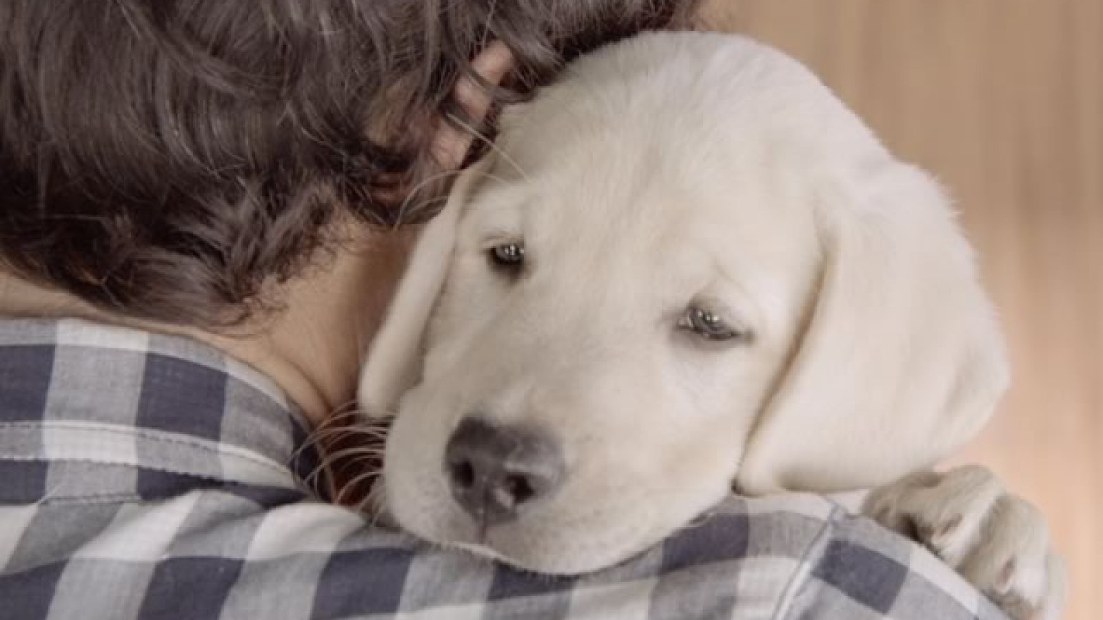 Un labrador et de la bière : la plus adorable pub du moment - Madmoizelle