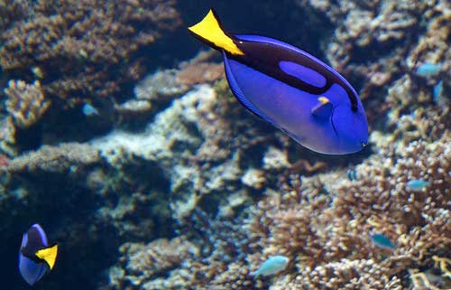 Les « Dory », poissons chirurgiens bleus, menacés d'extinction ...