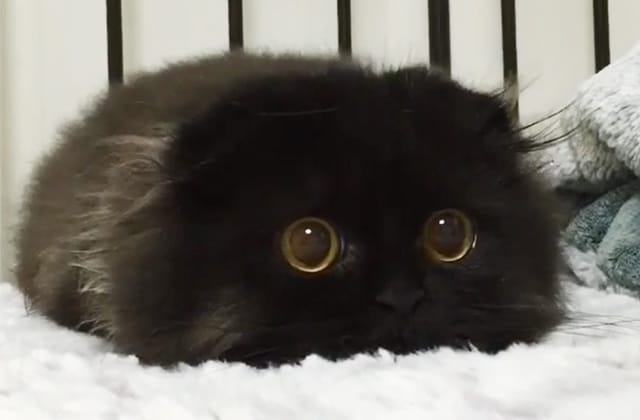 Ce chat est le plus mignon de l'Internet — madmoiZelle.com