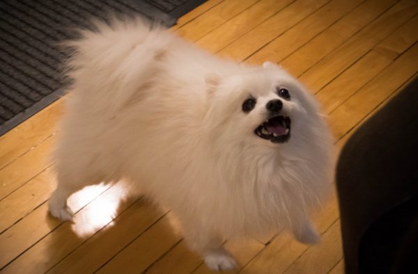 Gabe the Dog — le chien a l'origine du mème est mort - madmoiZelle.com