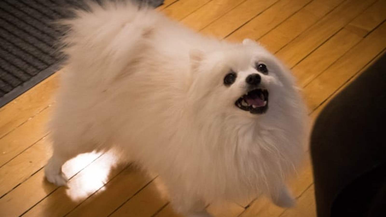 Gabe the Dog — le chien a l'origine du mème est mort - madmoiZelle.com