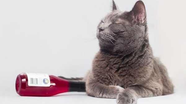 Le vin pour chats : boire avec son animal de compagnie