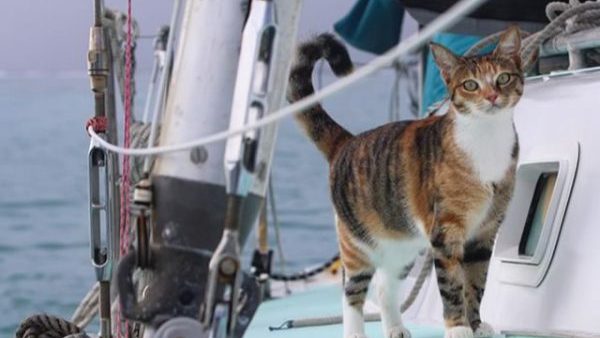 Un chat devenu mascotte d'un bateau – madmoiZelle