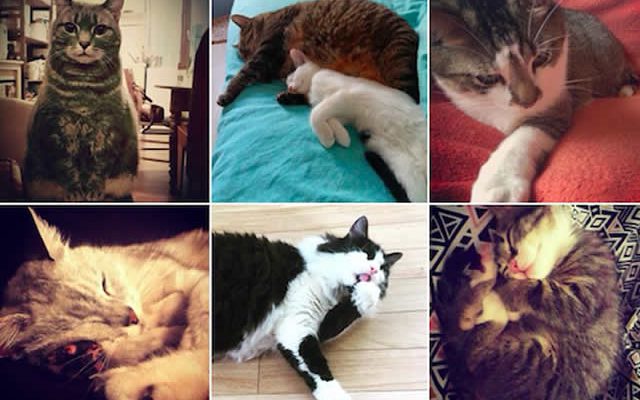 Journée internationale du chat le 8 août : le concours madmoiZelle