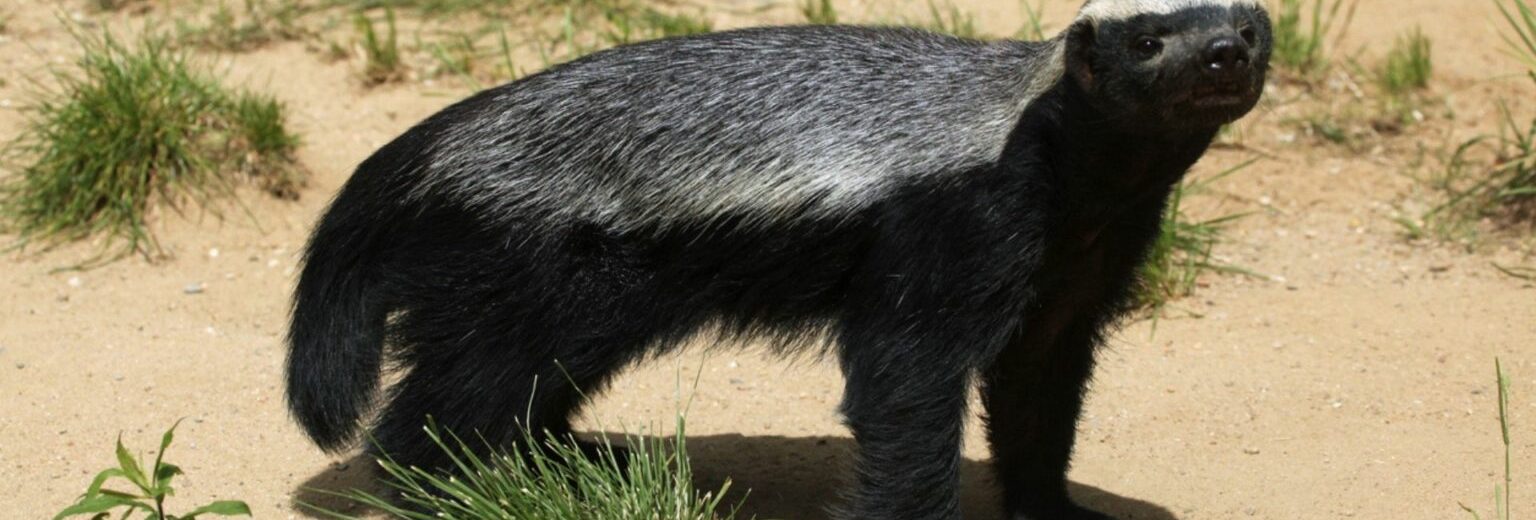 Honey Badger ou ratel en français, l'animal rigolo et méchant des savanes