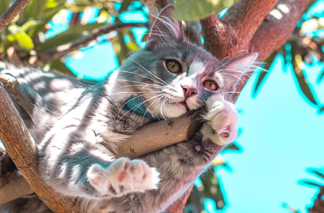 Le Lykoi, adorable petit chat-garou - Madmoizelle
