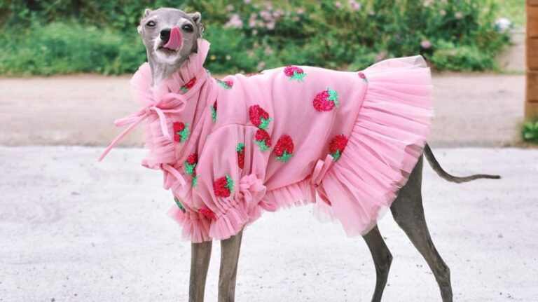 Honey Badger ou ratel en français, l'animal rigolo et méchant des savanes