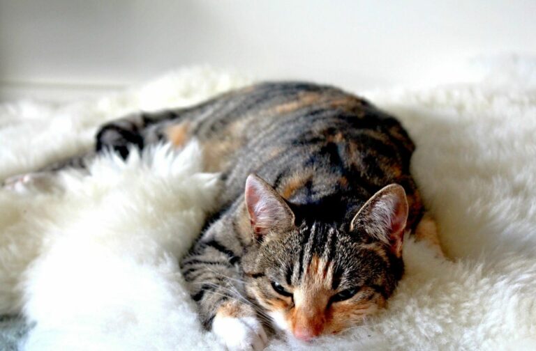 Le Lykoi, adorable petit chat-garou - Madmoizelle