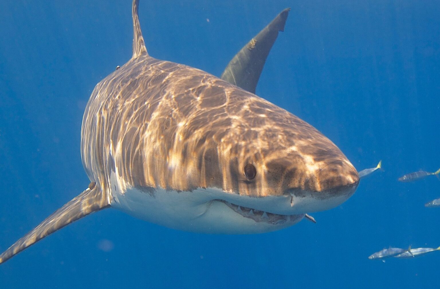 QUIZ : À quel point connaissez-vous bien les requins ? - Madmoizelle QUIZ : À quel point connaissez-vous bien les requins ? - Madmoizelle