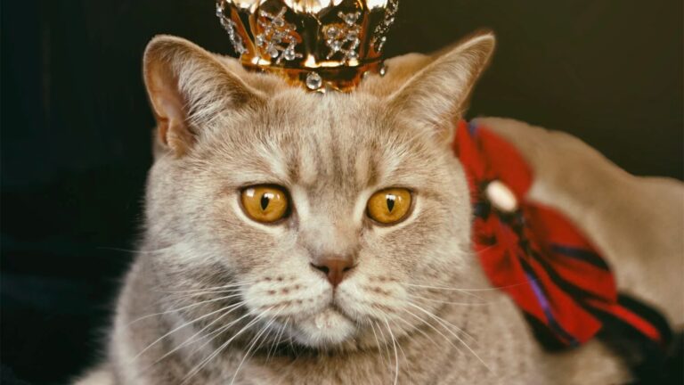 Le Lykoi, adorable petit chat-garou - Madmoizelle