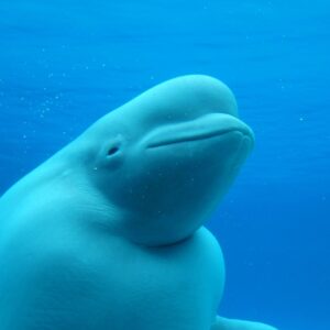 Ces animaux moches que j'aimerais adopter #1