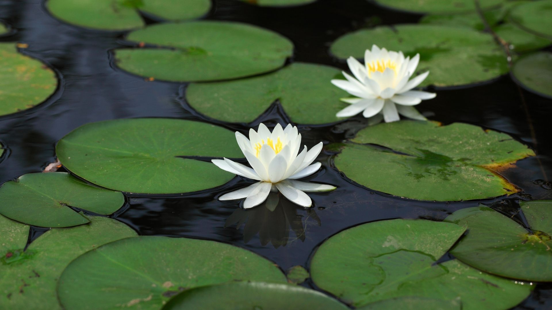 C'est quoi, un bébé lotus ? - Madmoizelle