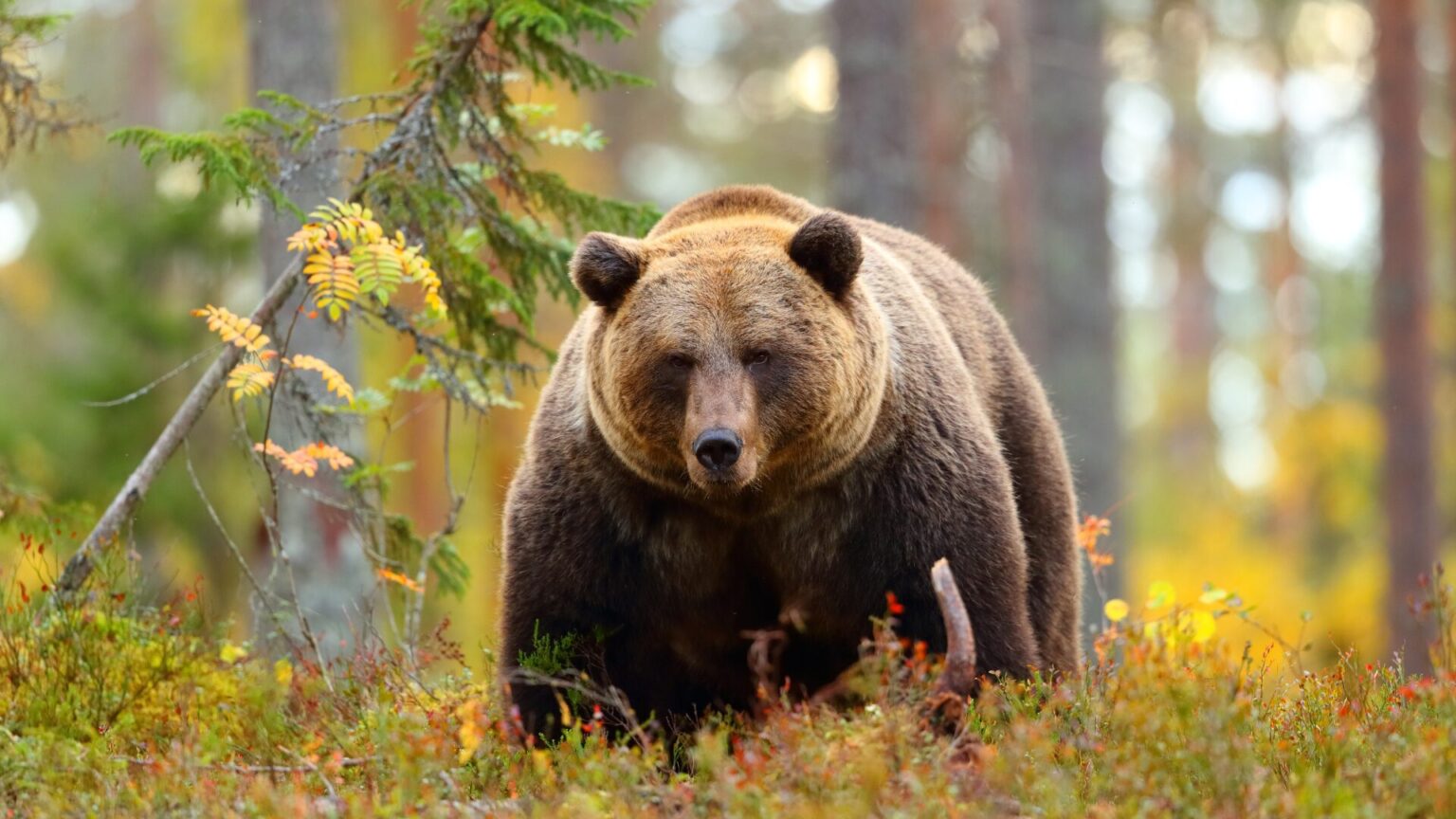 Test de pureté Griffor : interview d'un des créateurs, qui va le supprimer