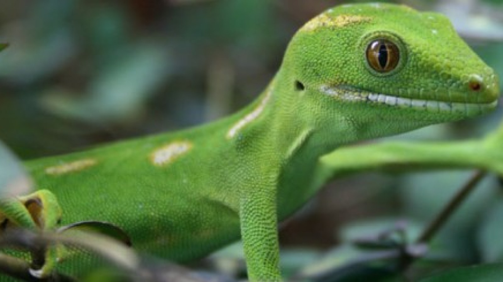 Boot to Gecko : futur système d'exploitation de Mozilla - Numerama