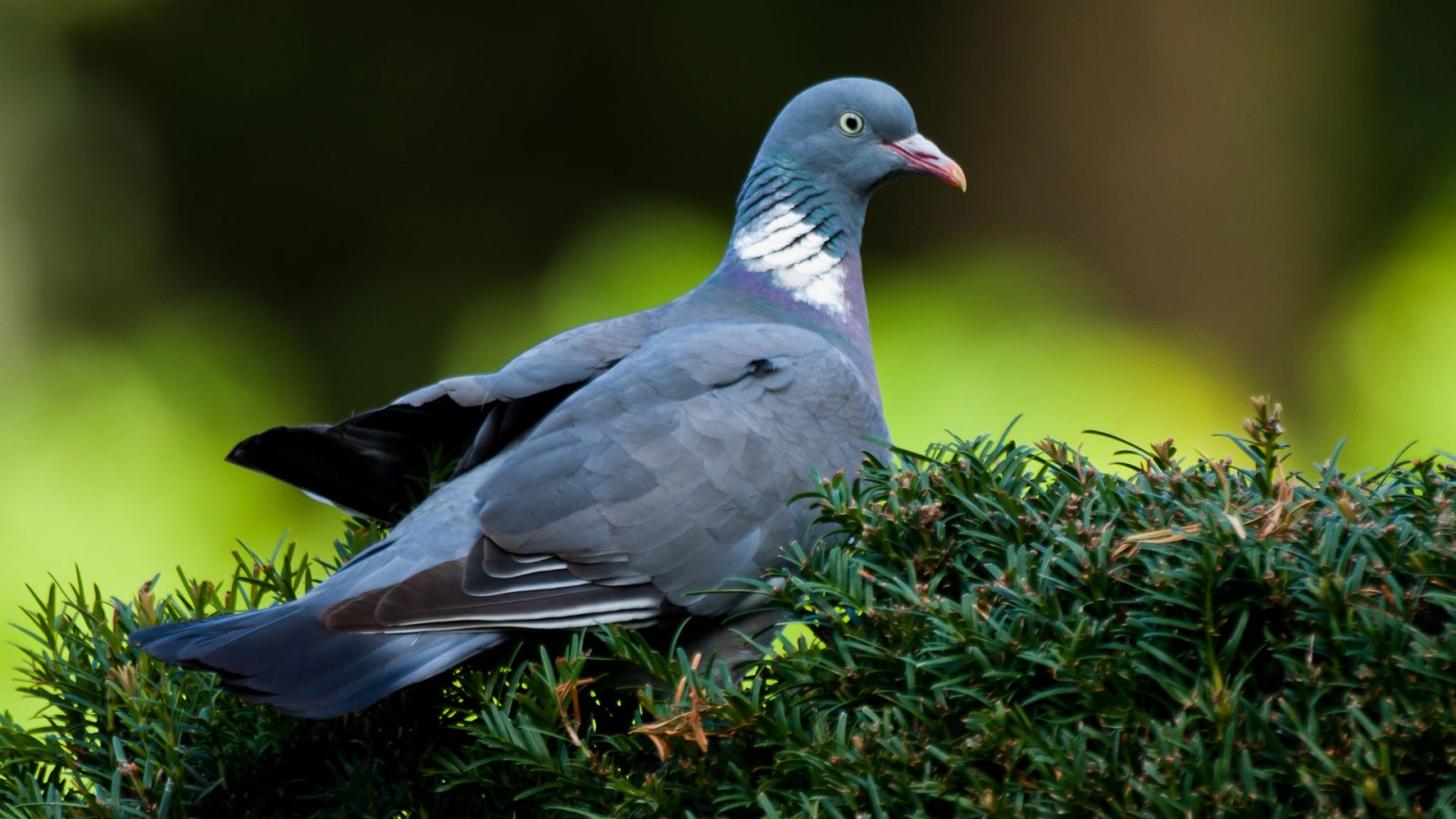 Des pigeons savent détecter les cancers sur des radios - Numerama