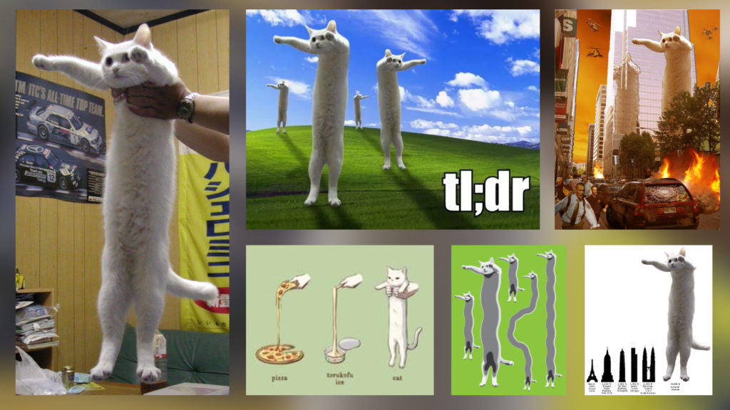 Petit précis d'histoire des mèmes de chats sur le Web (et même avant qu ...
