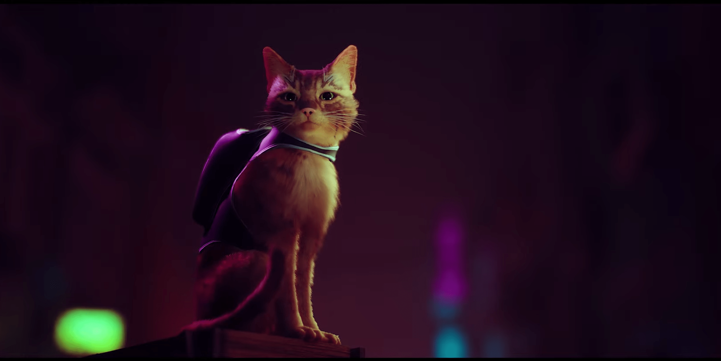 Stray - Trailer, gameplay et actualités - Jeux Vidéo - Numerama