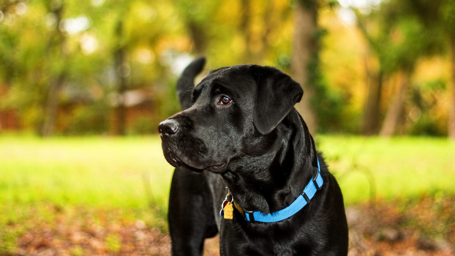 Au fait, pourquoi Lycos s'appelle Lycos ? - Numerama