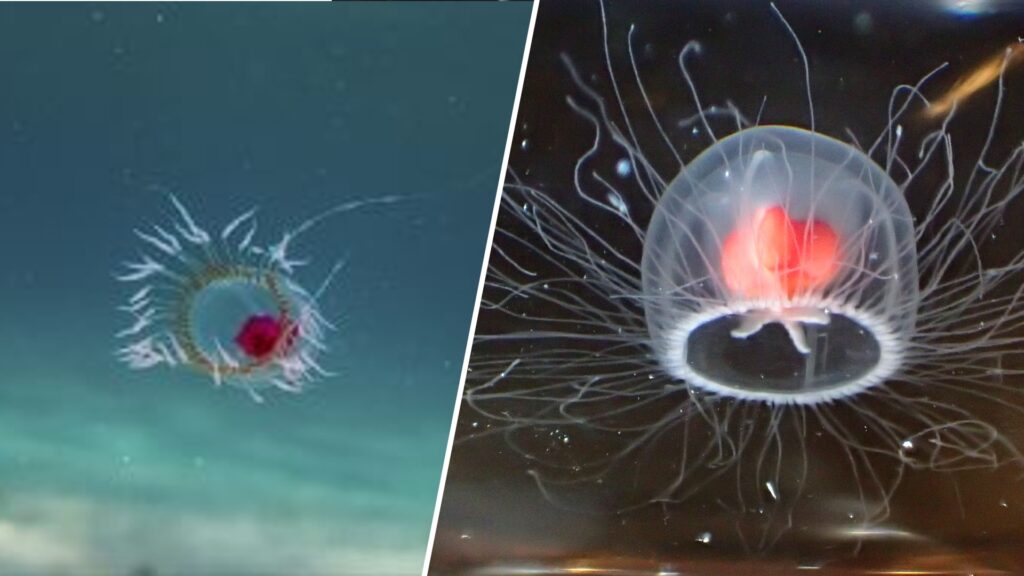 L'ADN des méduses immortelles révèle peu à peu ses secrets - Numerama