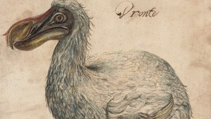 Connaissez-vous la véritable histoire du Dodo, espèce éteinte la plus ...