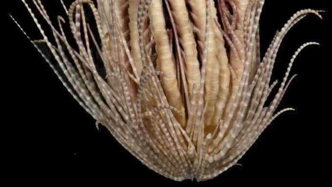Cette créature marine aux 20 bras ressemble à un alien, on vous la ...