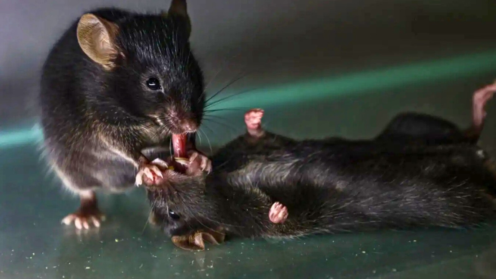 Cette souris tente de réanimer une autre souris : une étude fascinante ...